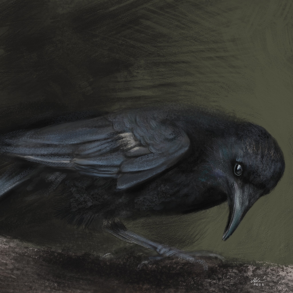 The Crow - painting with the default brushes - Finished Artworks ...