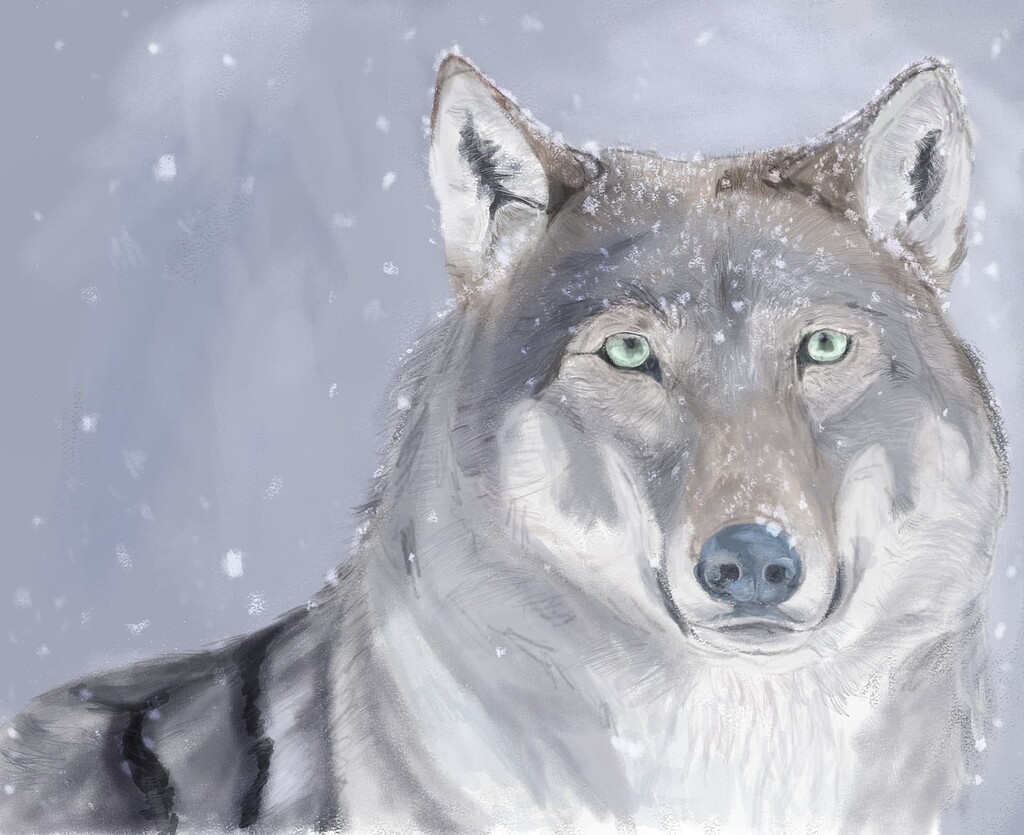 Wolf in Snow - Finished Artworks - Krita Artists