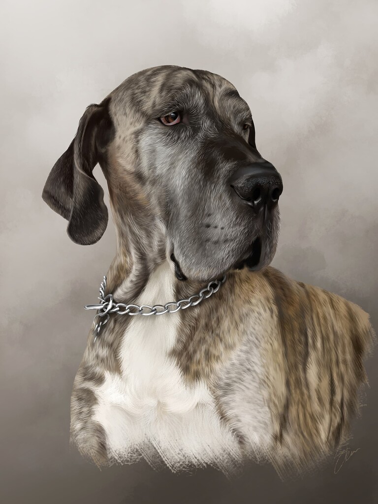 Great Dane Dog Portrait - Finished Artworks - Krita Artists