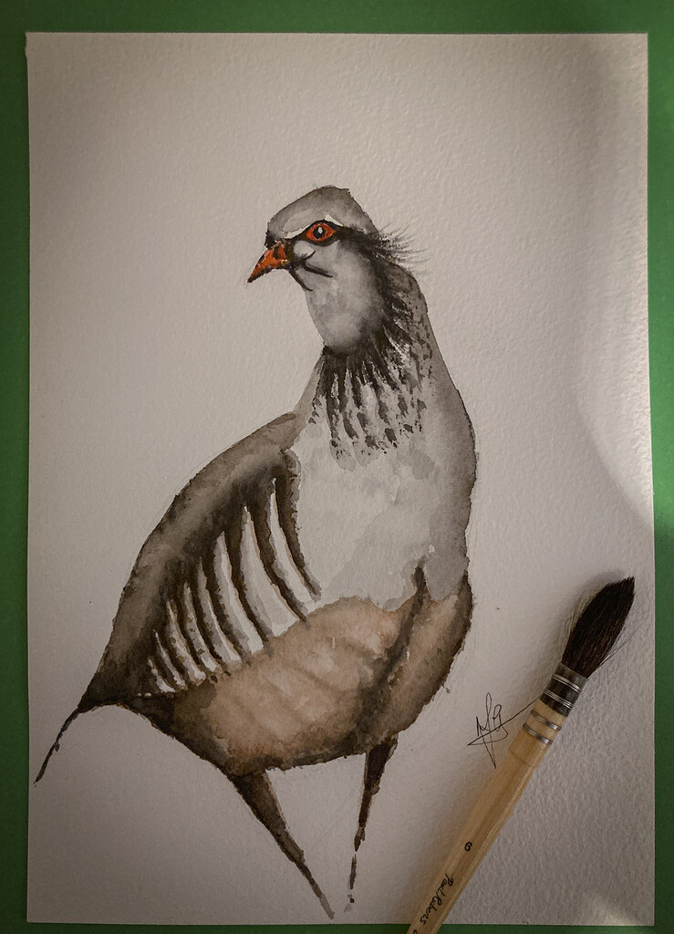 Watercolor: Alpine rock partridge - Traditional - Krita Artists