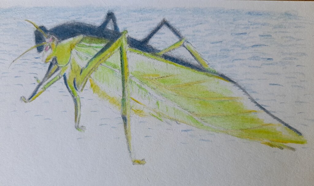 Common Garden Katydid - Traditional - Krita Artists