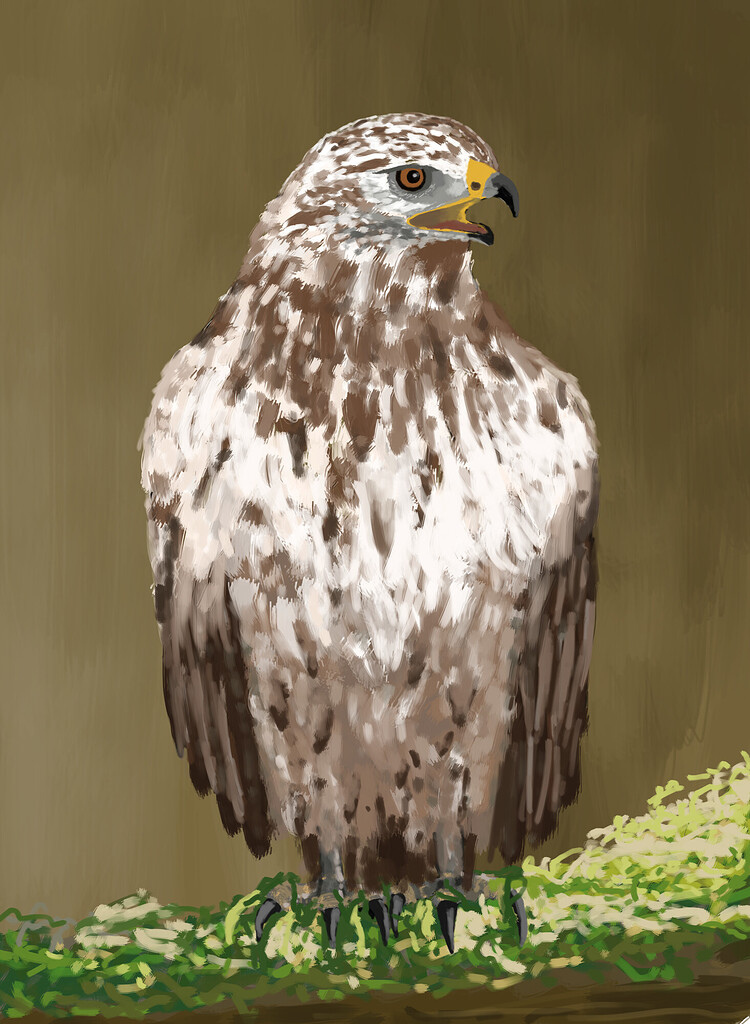 Speedpainting: Buzzard - Finished Artworks - Krita Artists