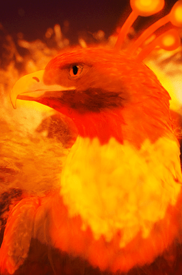 Male phoenix portrait - Finished Artworks - Krita Artists