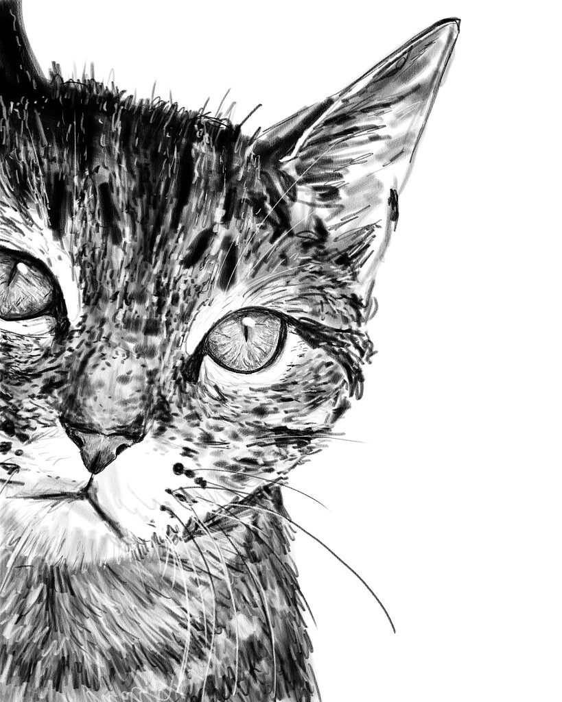 Gray cat pencil drawing - Finished Artworks - Krita Artists