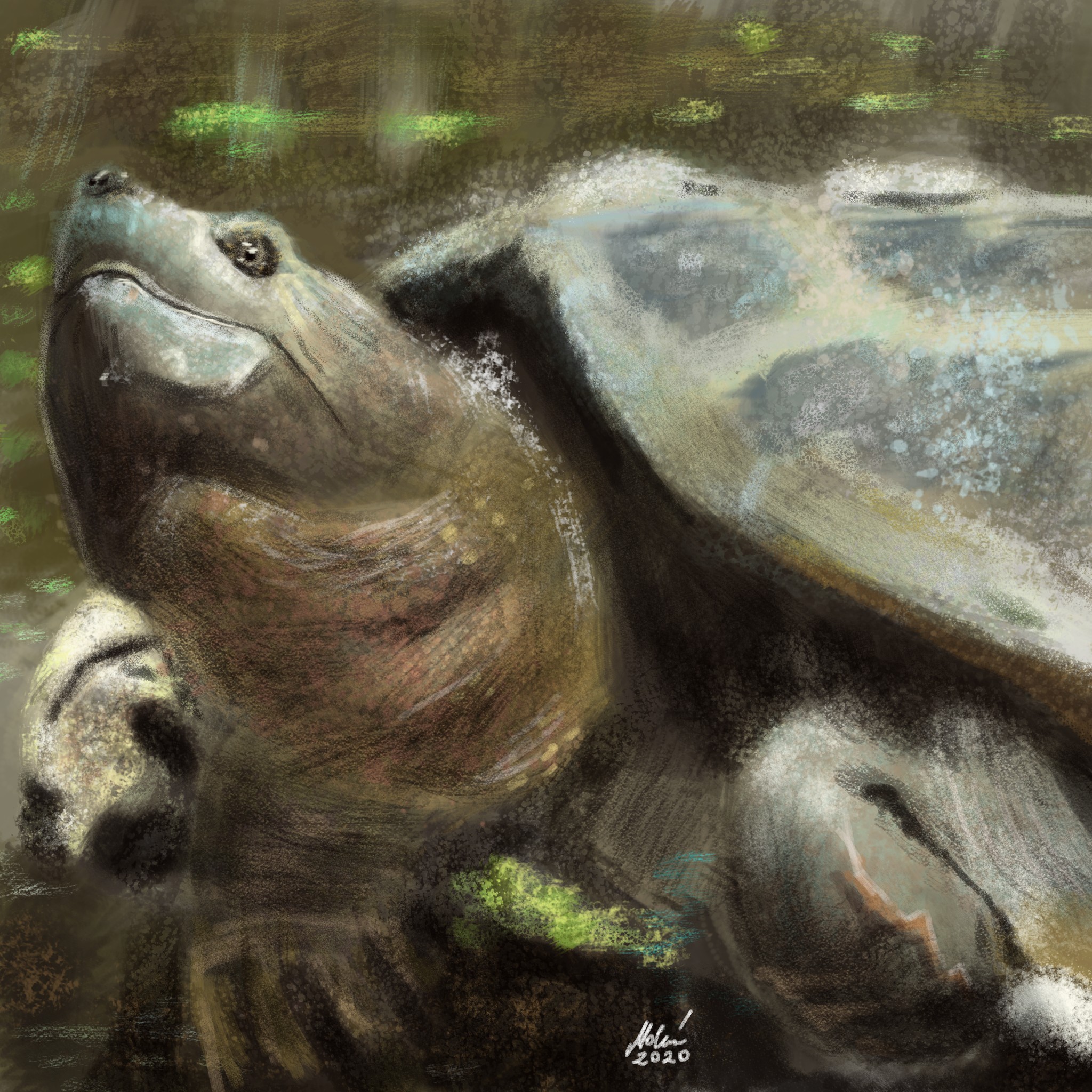 Snapping turtle - Finished Artworks - Krita Artists