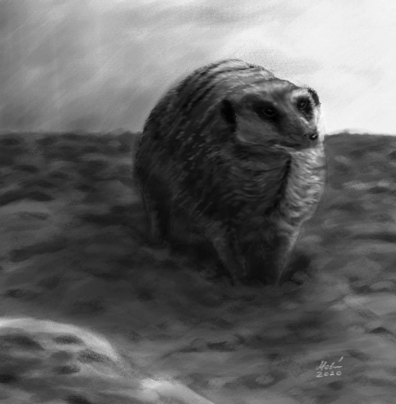 Meerkat study - Finished Artworks - Krita Artists