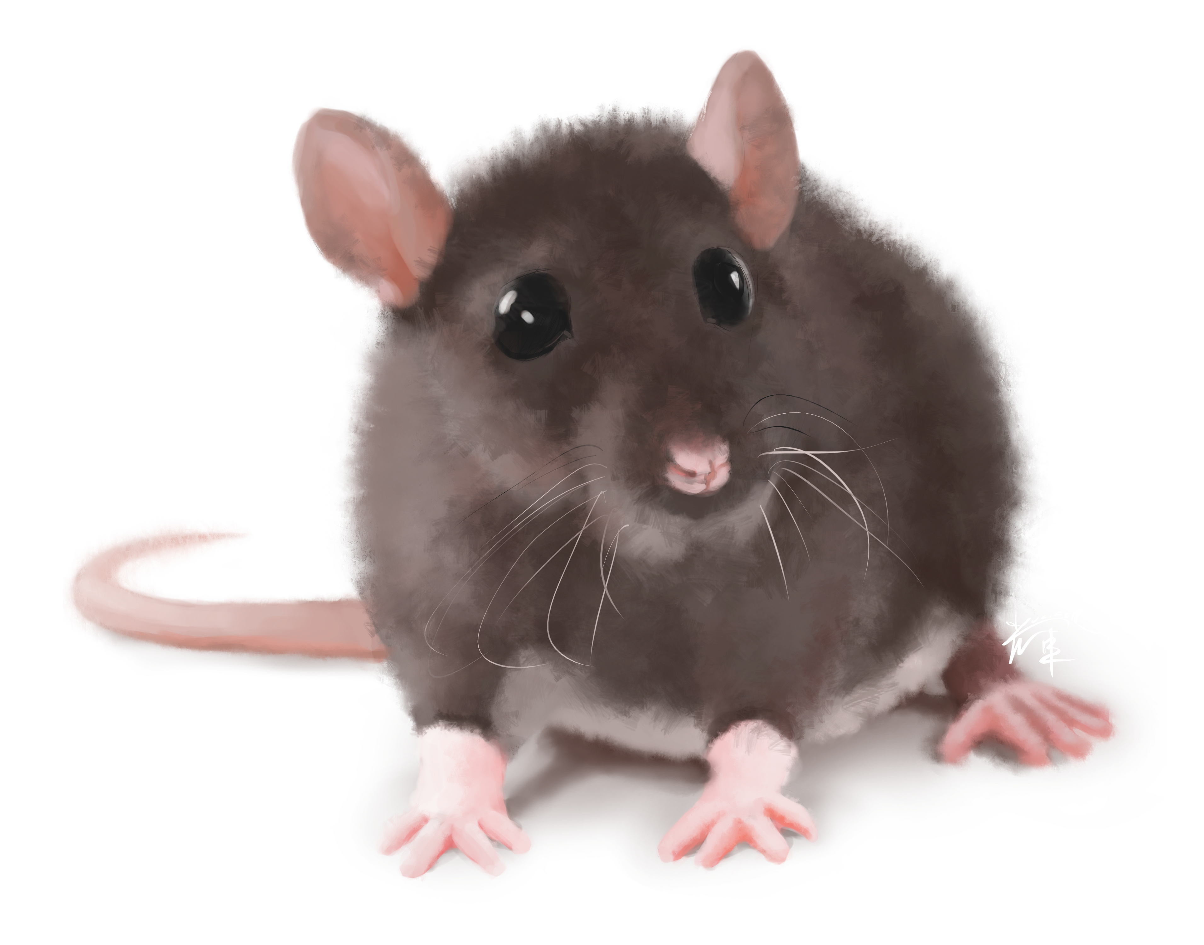 Photo Study of a Rat - Finished Artworks - Krita Artists