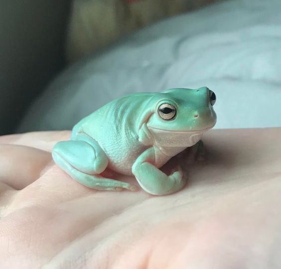 cutest frog ever