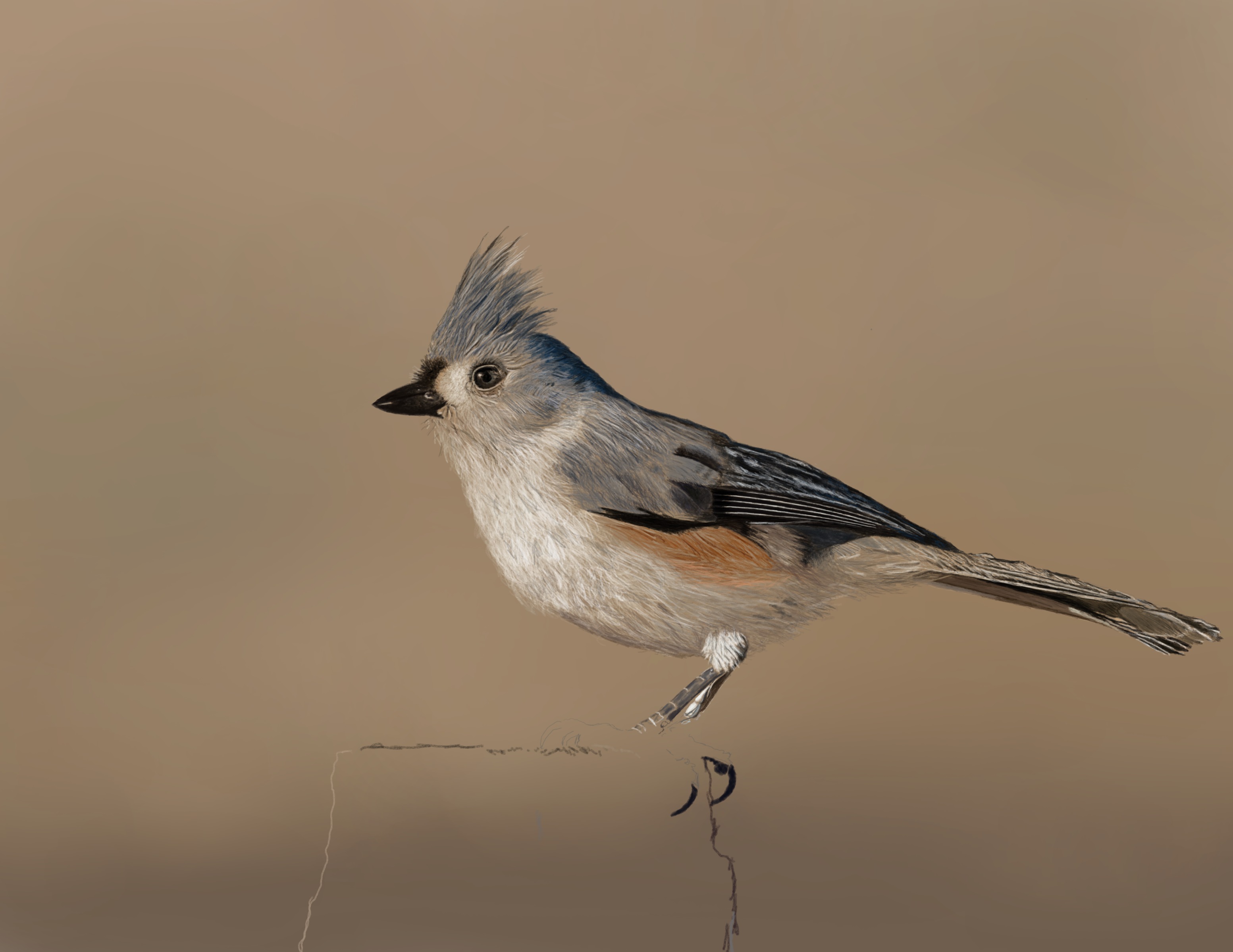 Tufted Titmouse - WIP - Work In Progress - Krita Artists