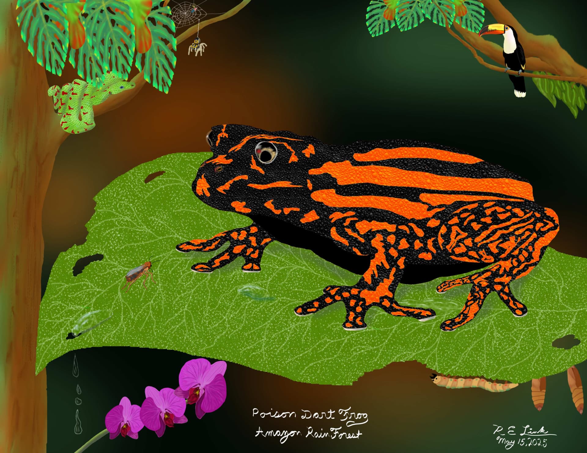 Amazon Rainforest Poison Dart Frog