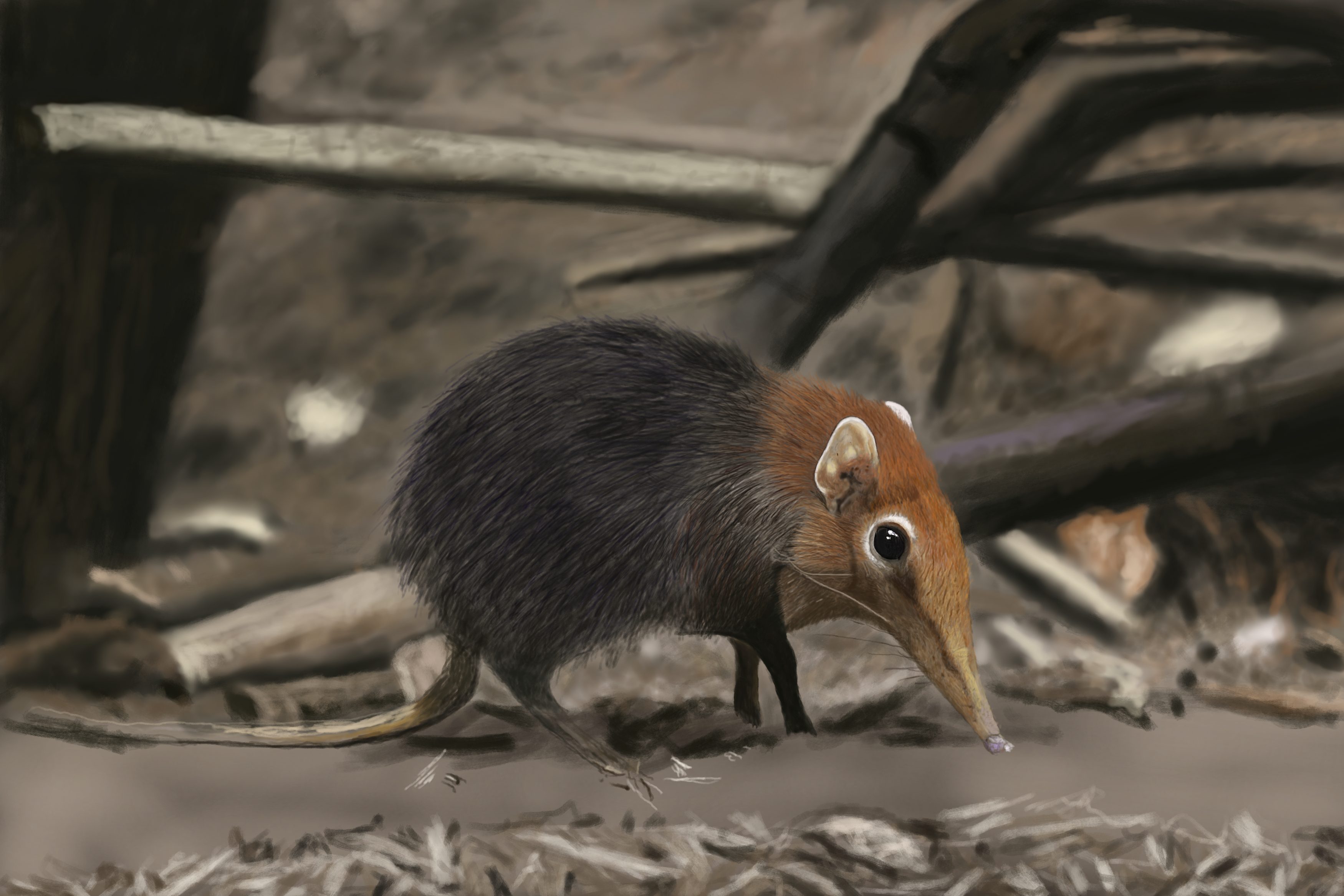 Rufous Elephant Shrew - Work In Progress - Krita Artists