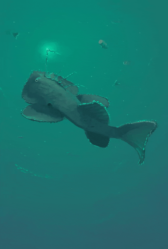 Monkfish Underwater