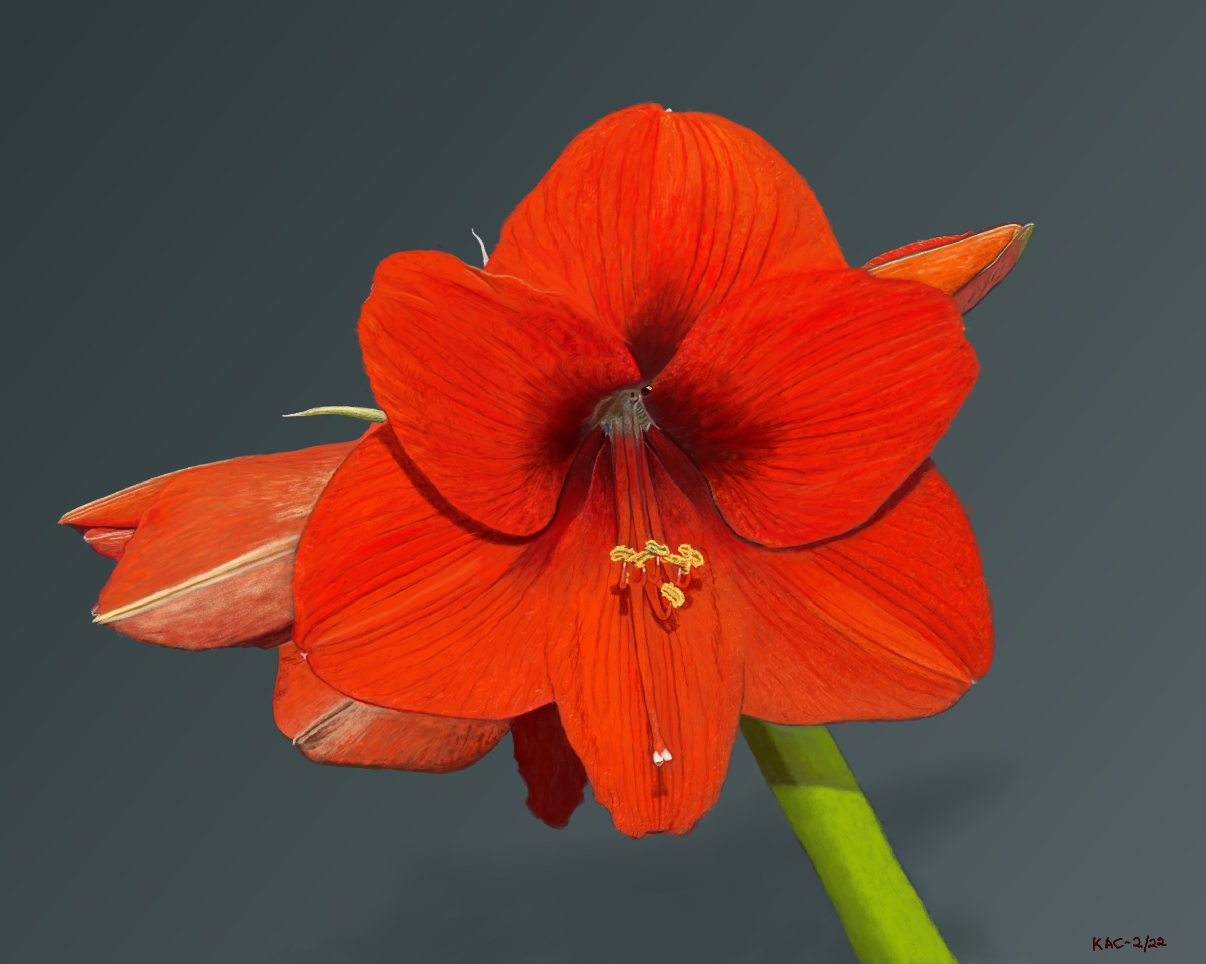 Red Amaryllis - Finished Artworks - Krita Artists