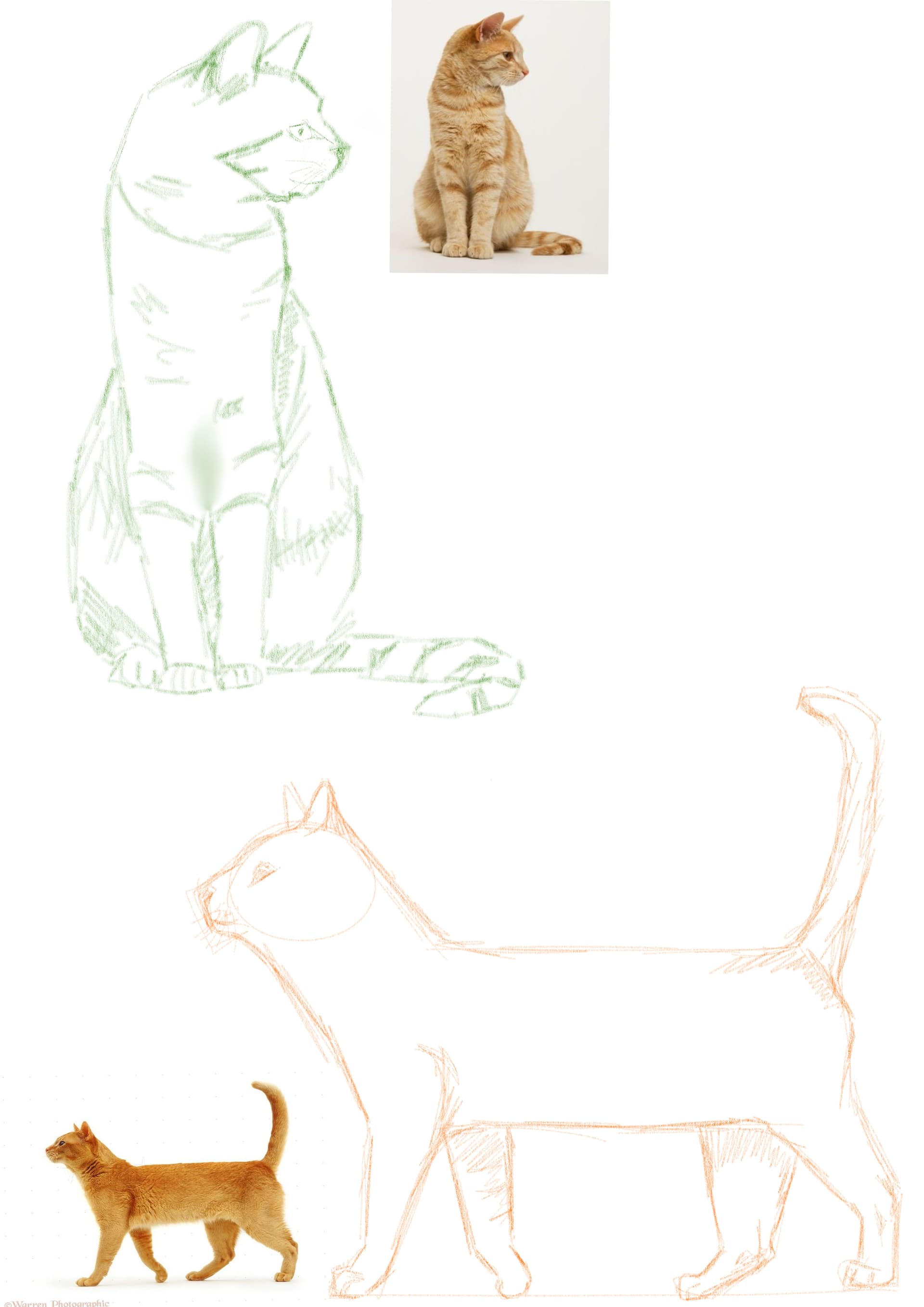 A cat study - Work In Progress - Krita Artists