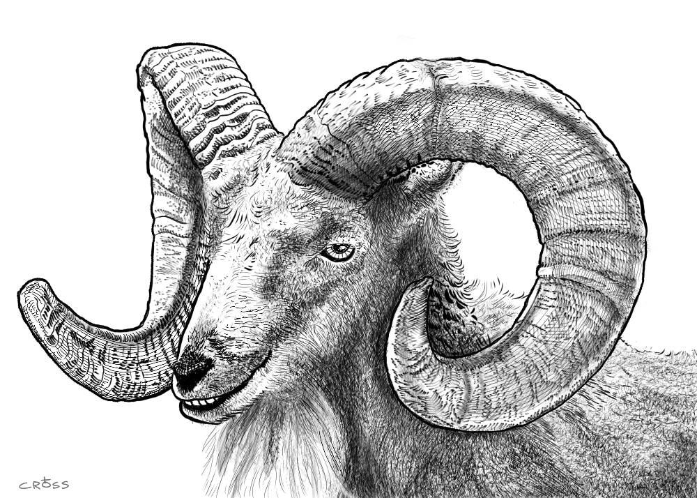 Ram on - Finished Artworks - Krita Artists