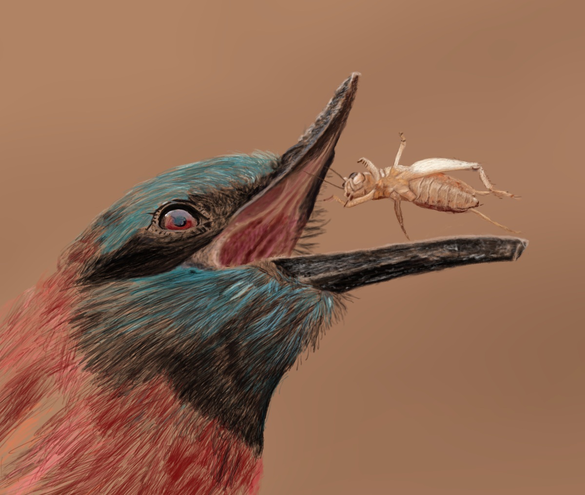 Bee Eater and Cricket - Work In Progress - Krita Artists
