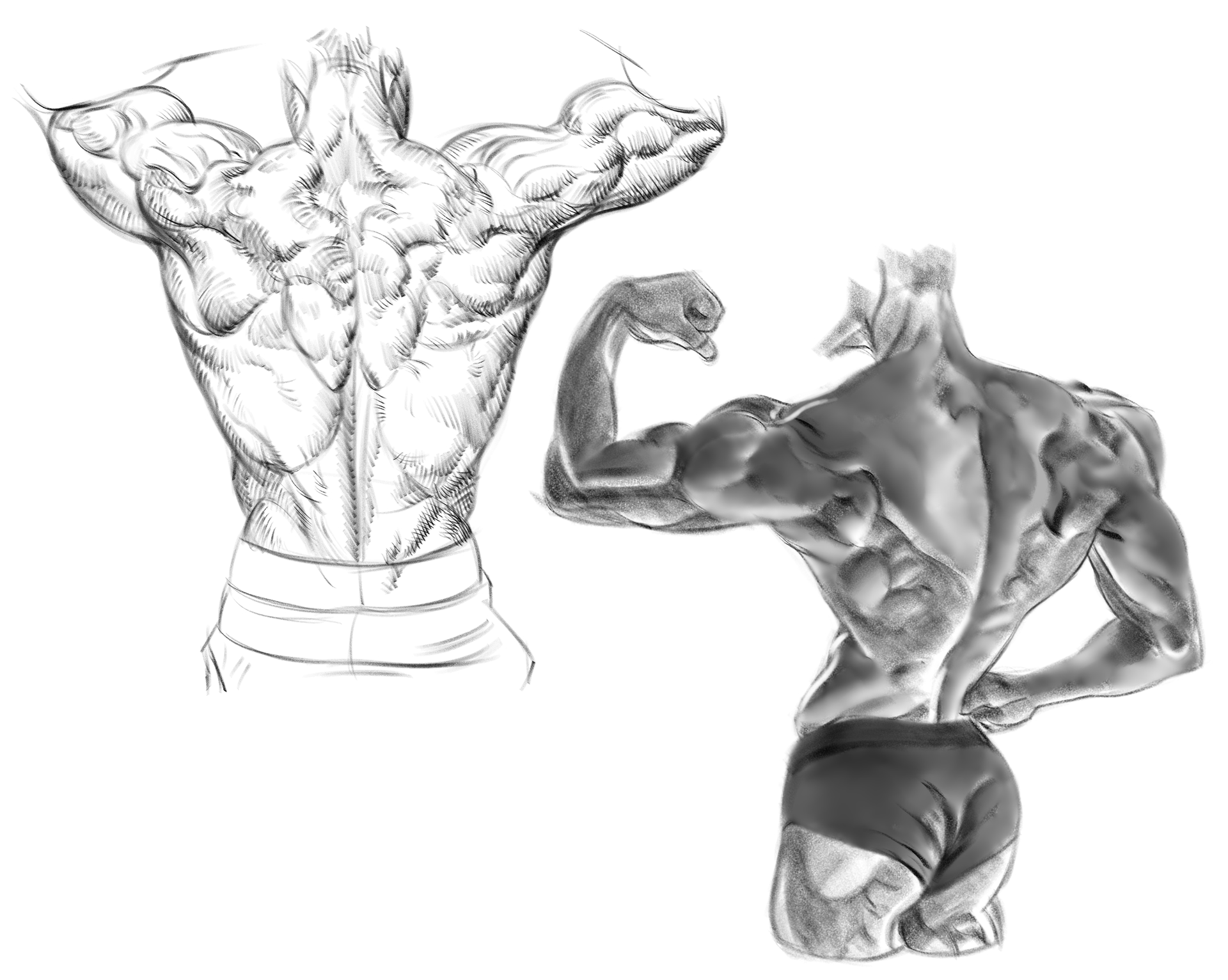 Anatomy Studies - sketchbook - Krita Artists