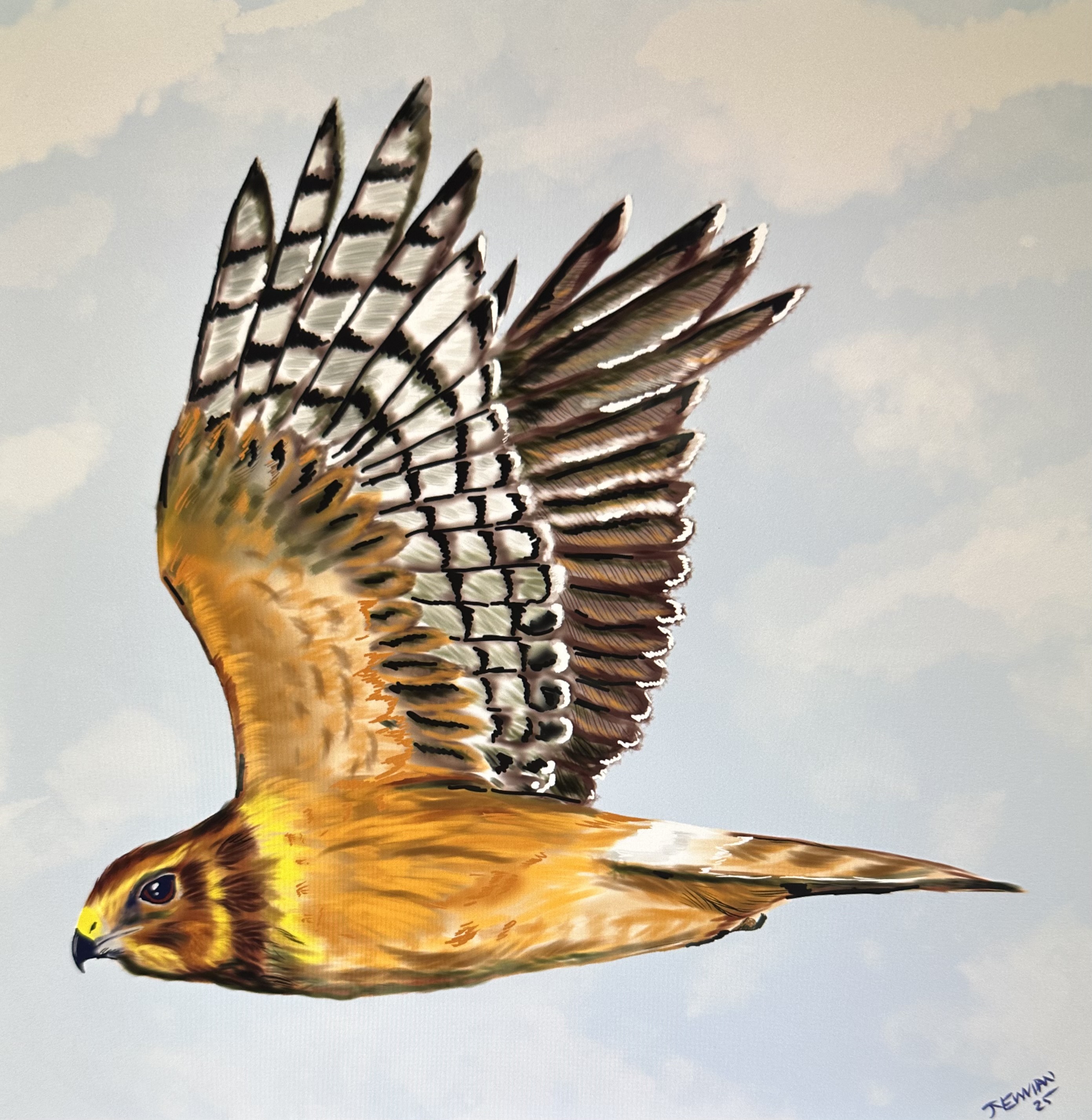 Painting of a falcon , I adore drawing detail on feathers - Finished ...