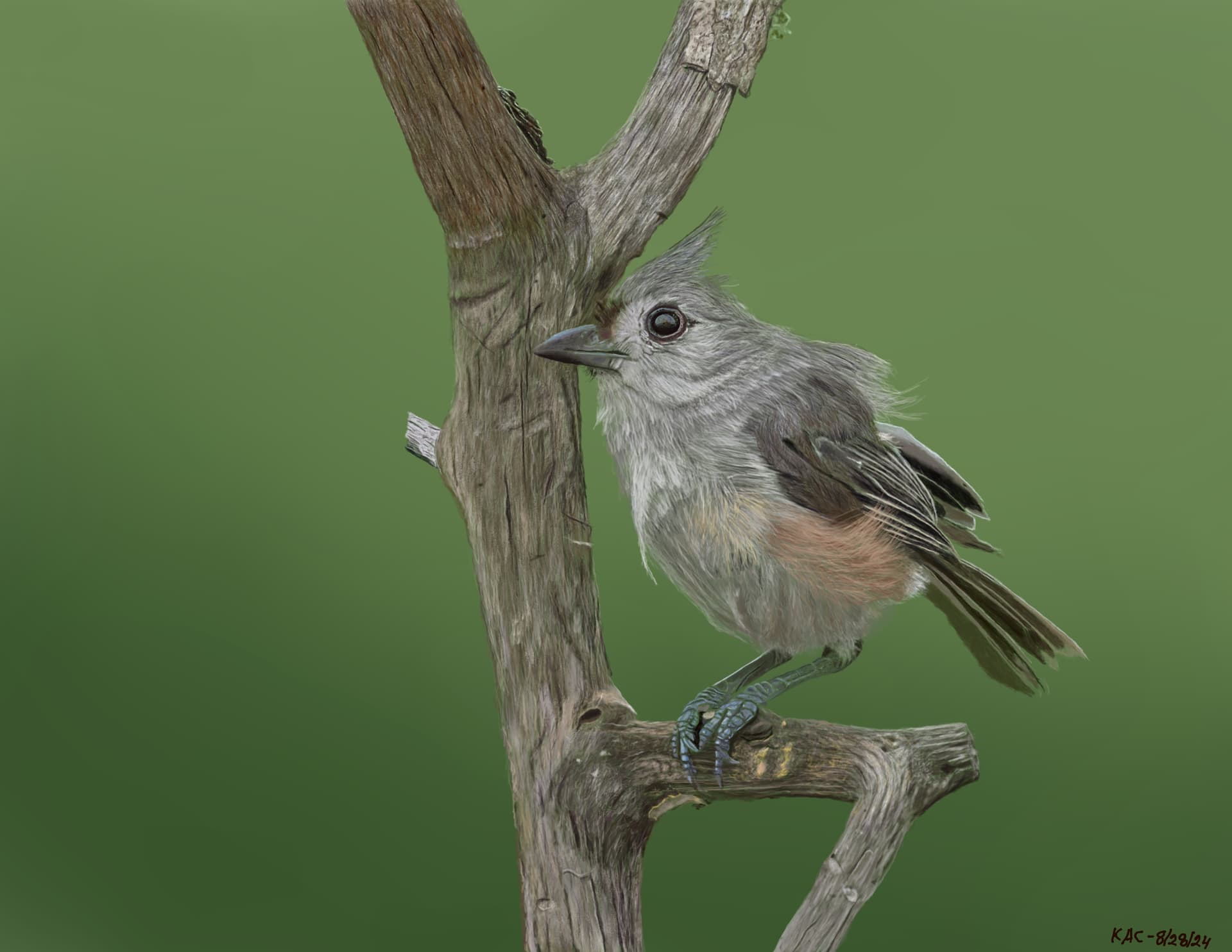 Tufted Titmouse 3 - Final - Finished Artworks - Krita Artists