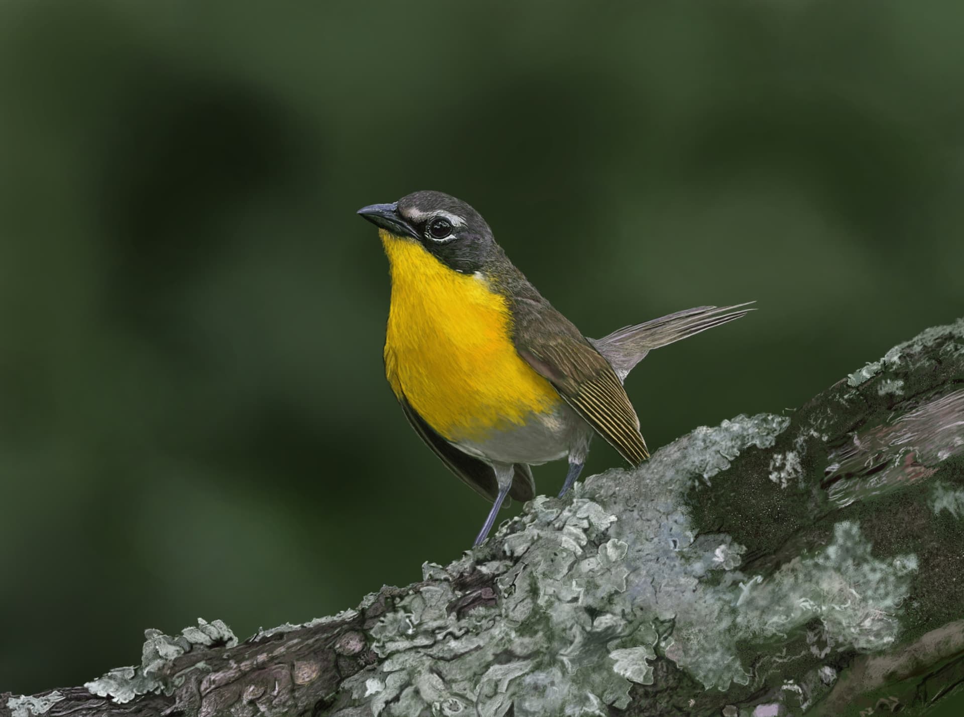 Yellow-Breasted Chat - WIP - Work In Progress - Krita Artists