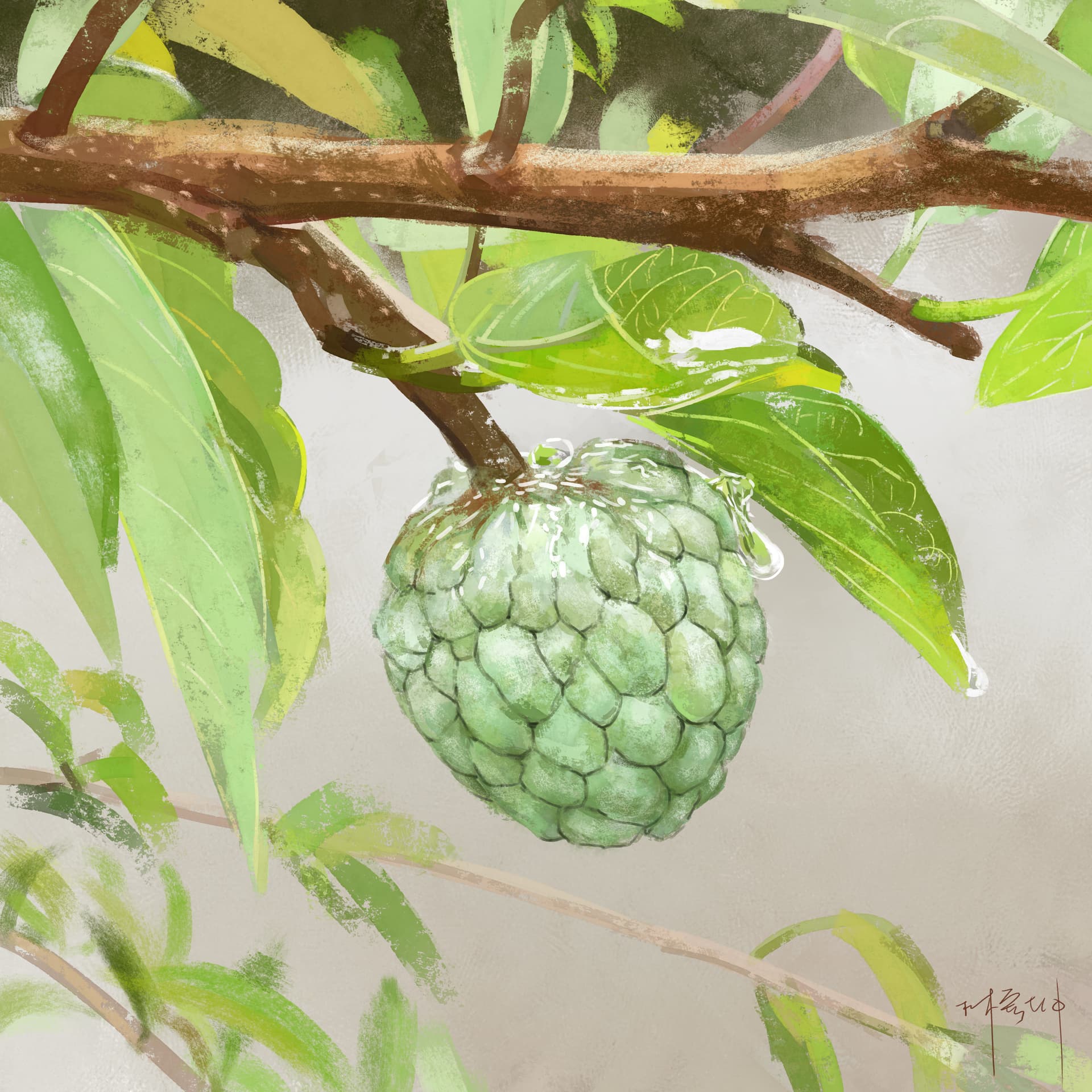 Custard apple - Finished Artworks - Krita Artists