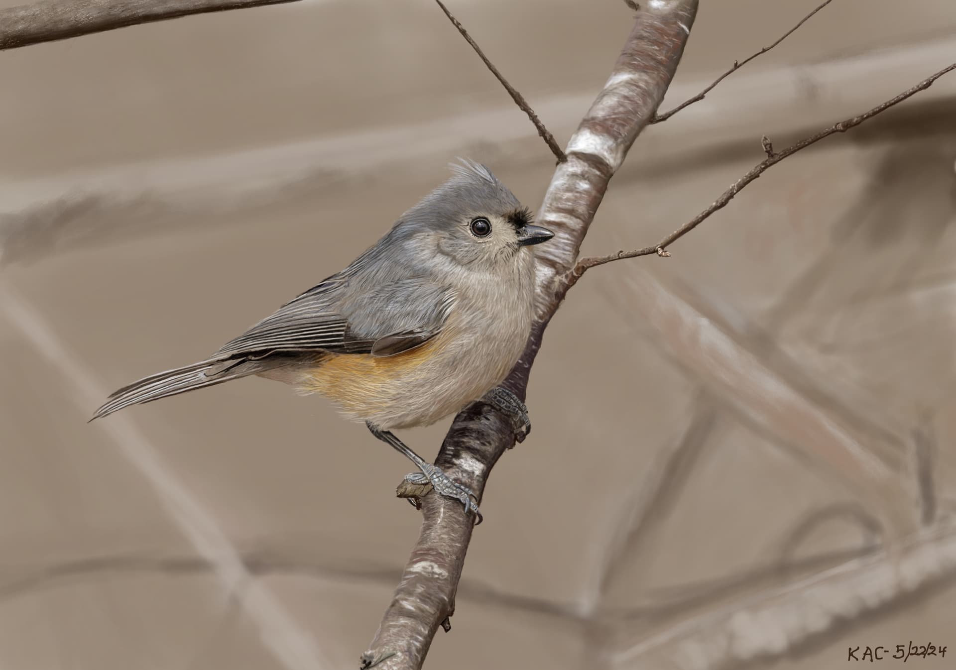 Tufted Titmouse - Final - Finished Artworks - Krita Artists
