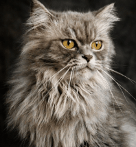 GMIC Qt Morph filter not working (MacOS) - General Questions - Krita ...