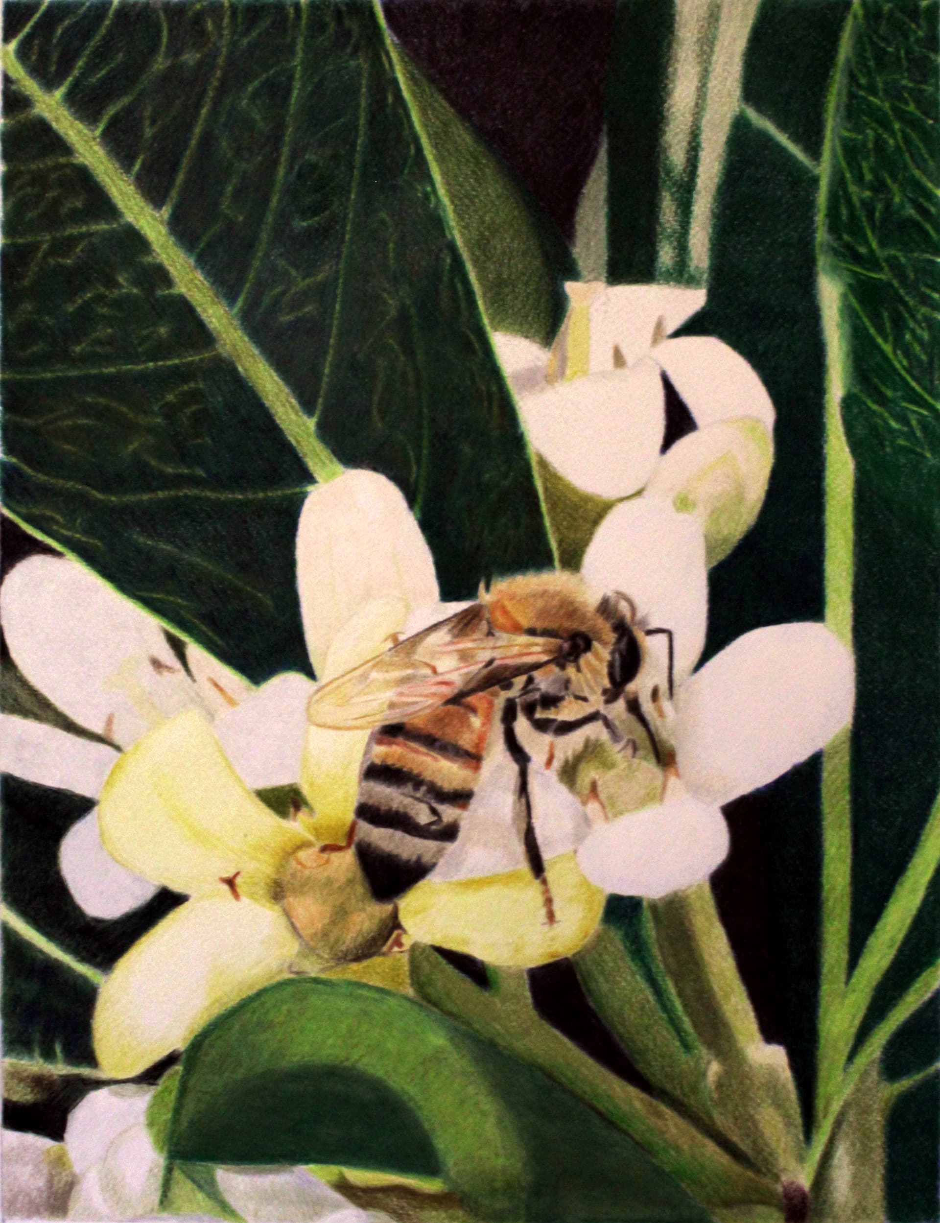 Bee on pittosporum flower - Traditional - Krita Artists