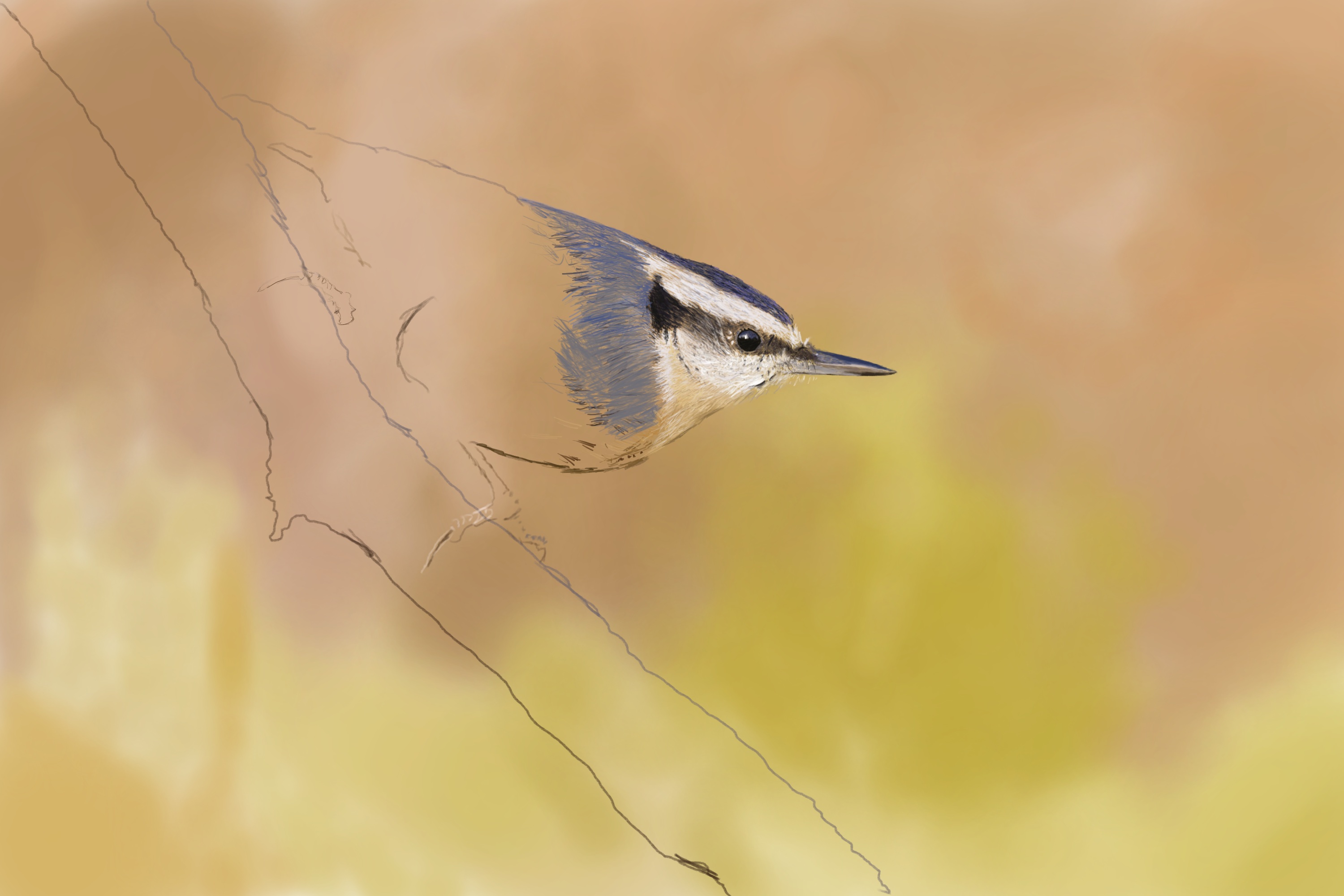 Red-Breasted Nuthatch - WIP - Work In Progress - Krita Artists
