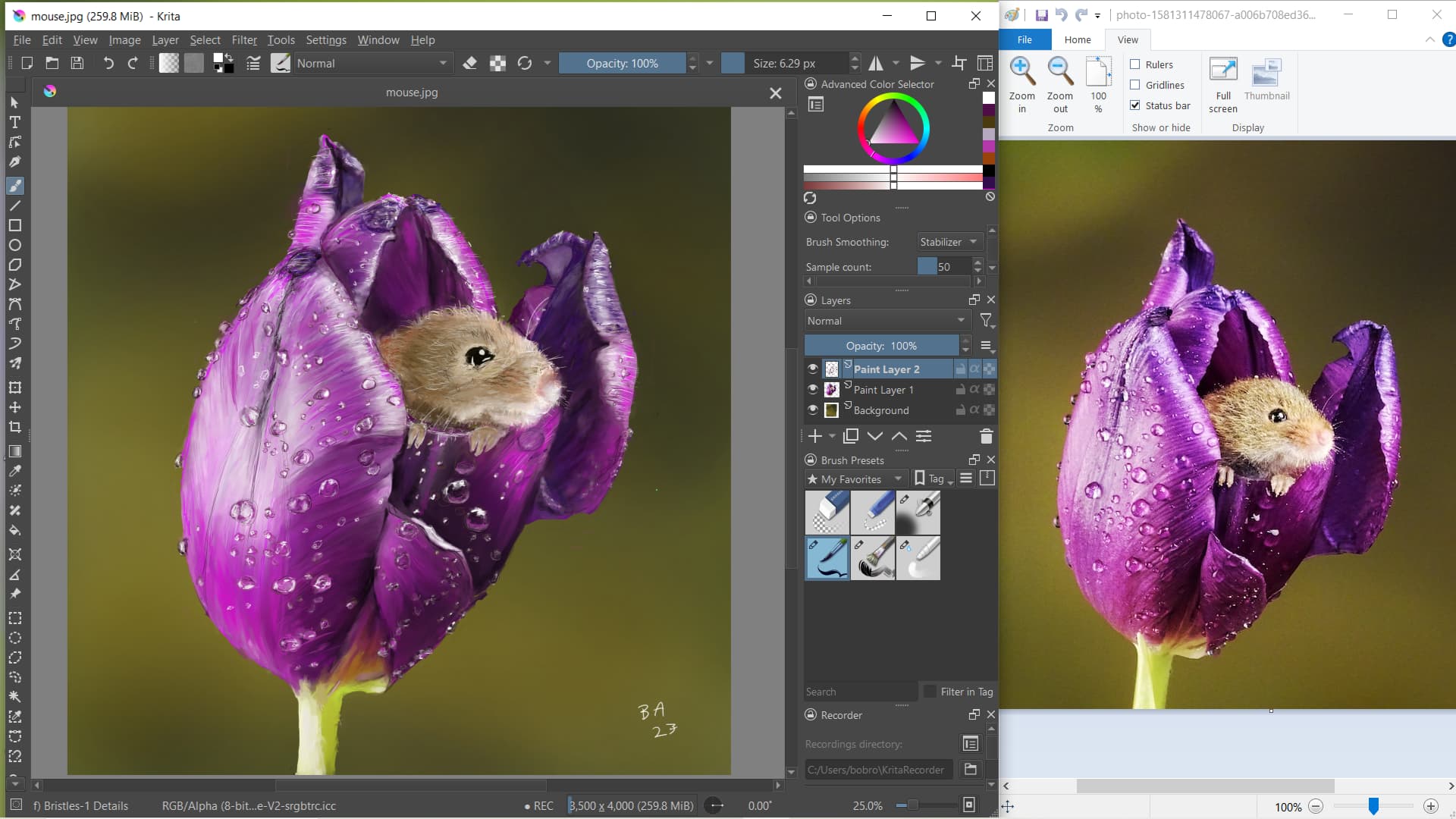 Harvest mouse. Freehand drawing about 6 hours overall. Reference photo ...